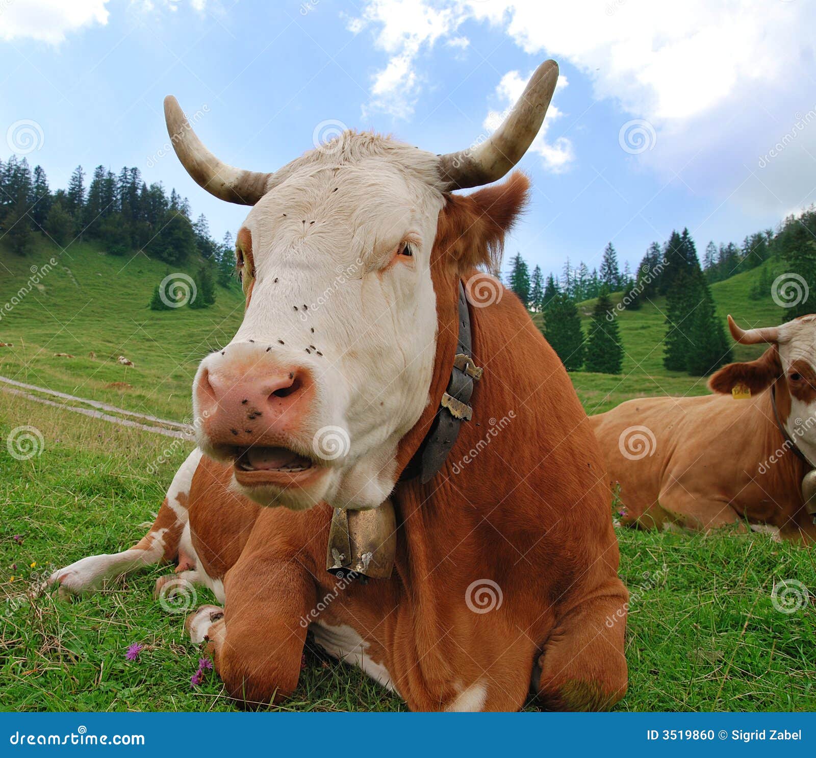 Bavarian cow stock photo. Image of communicate, agricultural - 3519860