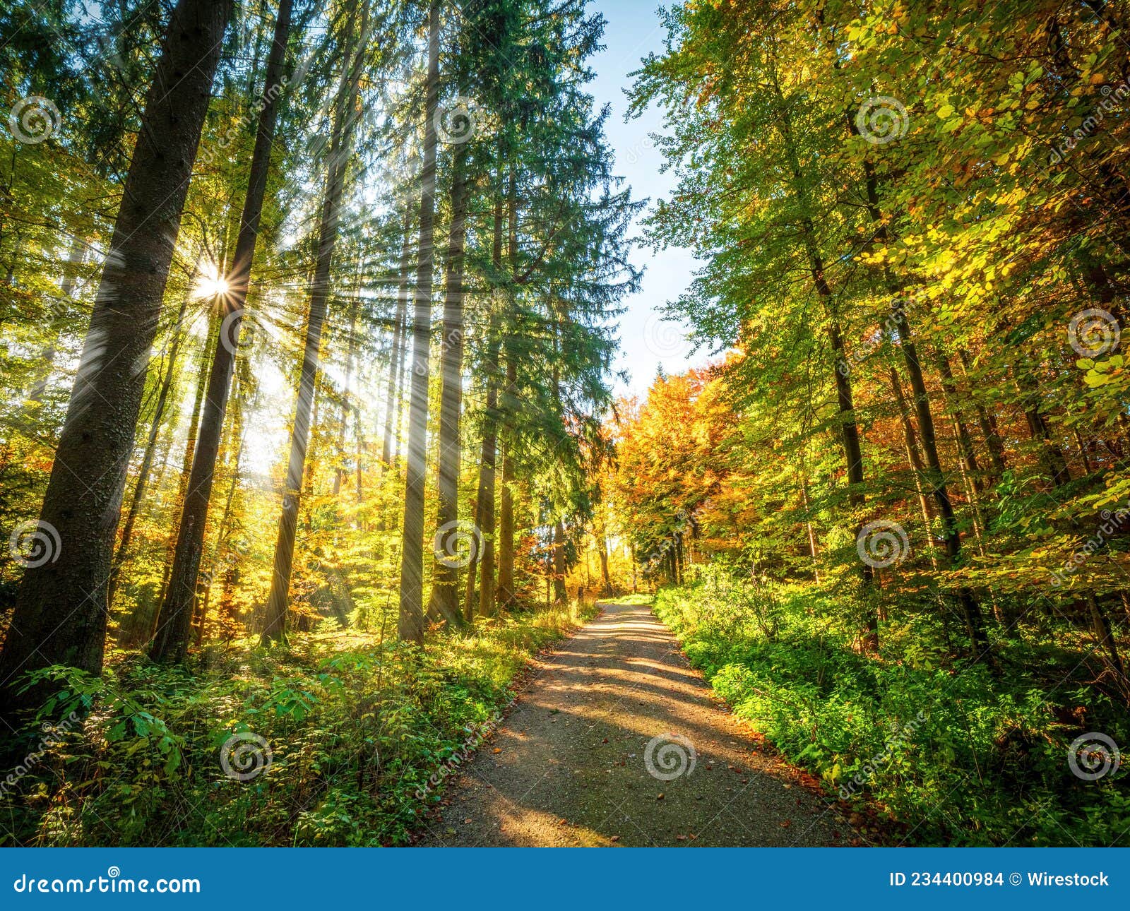 Bavarian Fall Forest Colors Stock Photo - Image of color, sunbeam ...