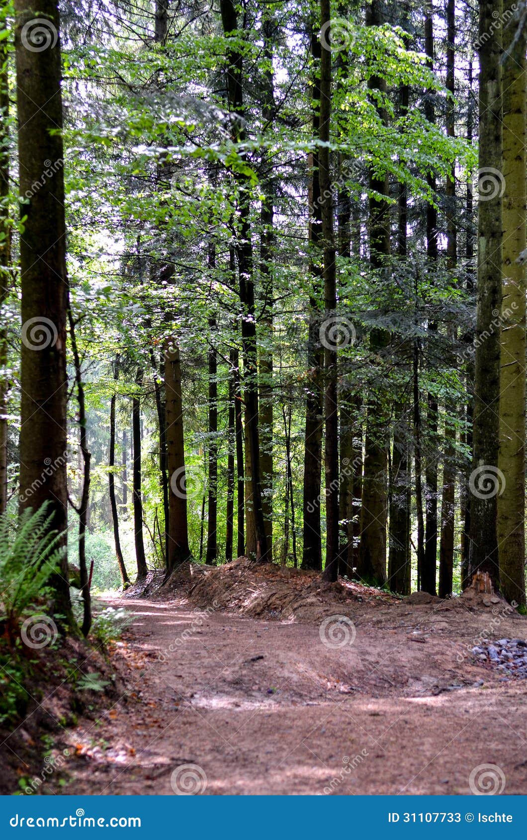 Bavarian forest stock image. Image of alpine, environment - 31107733