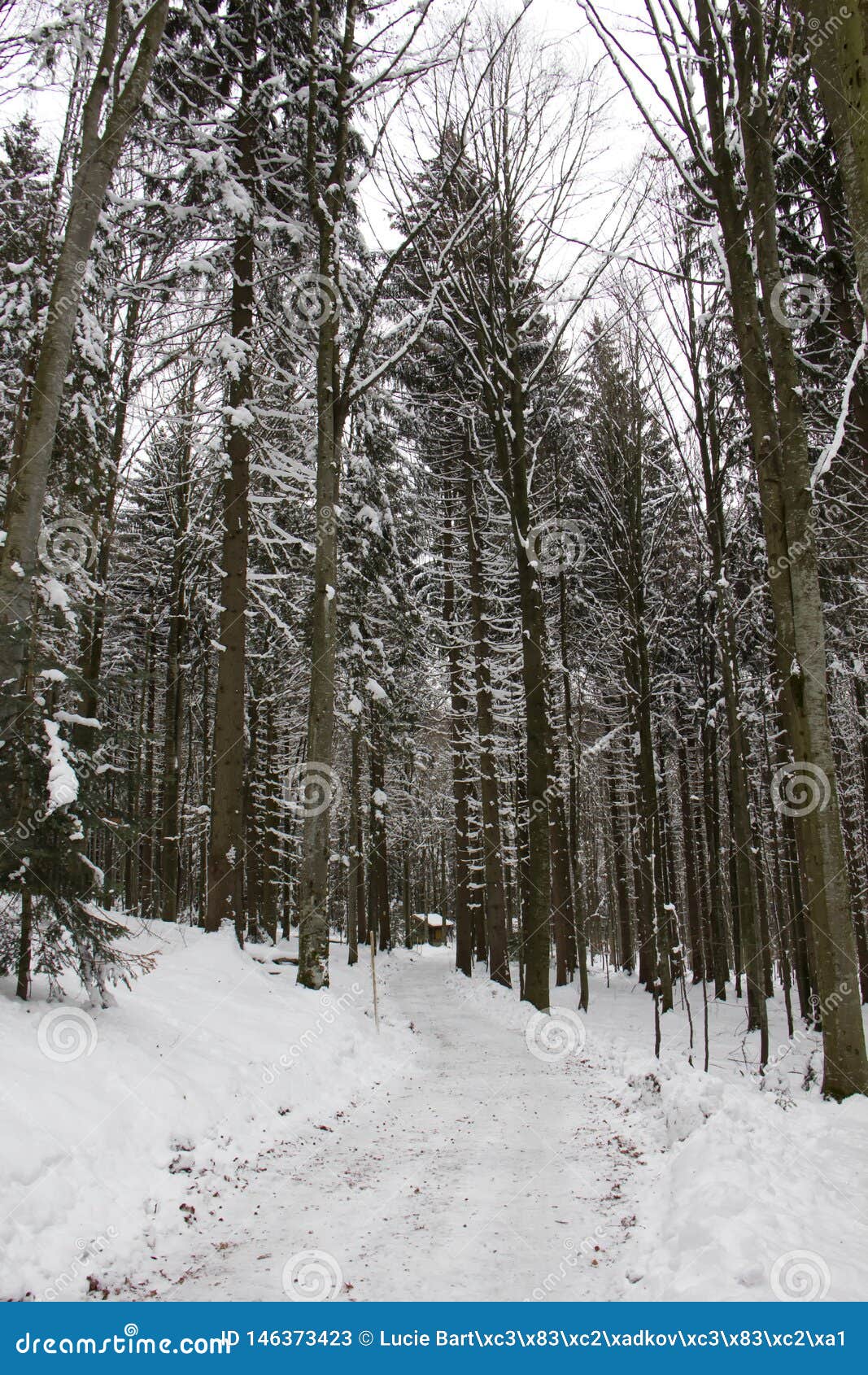 Winter path in forest stock image. Image of landscape - 146373423