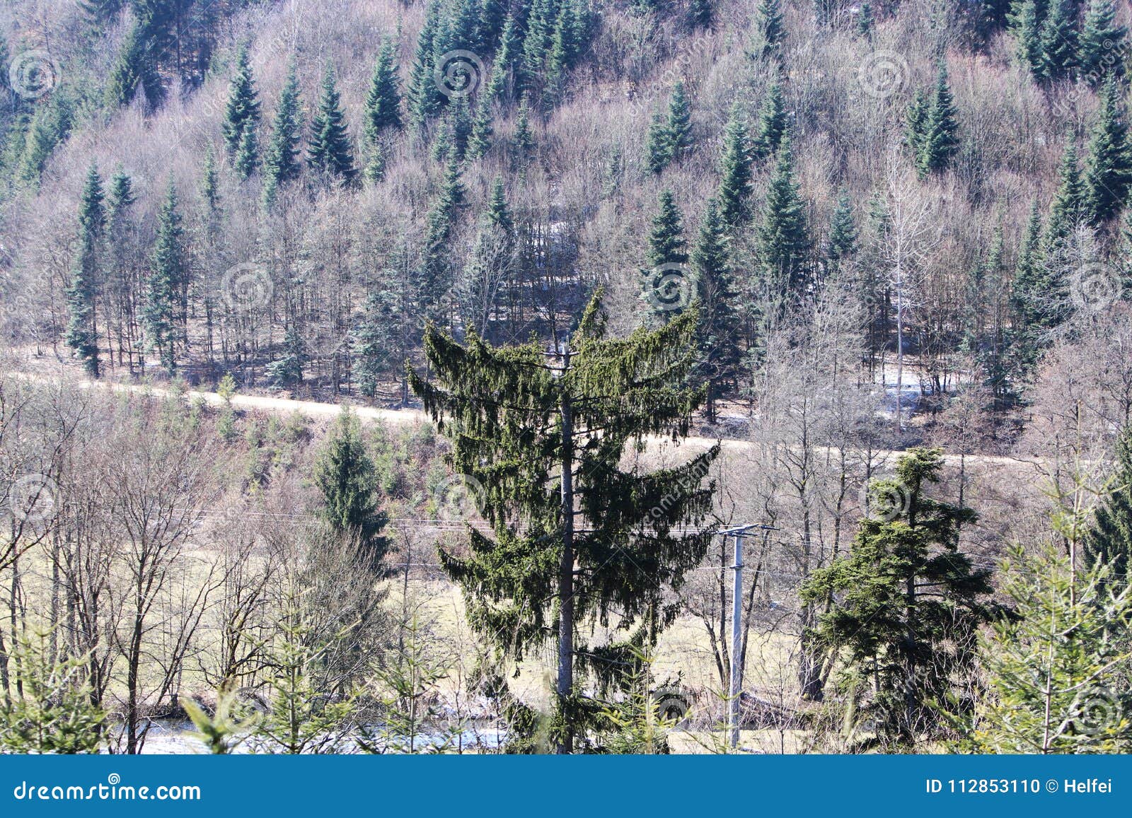 Bavarian Needle Forest in Winter Stock Photo - Image of summer, river ...