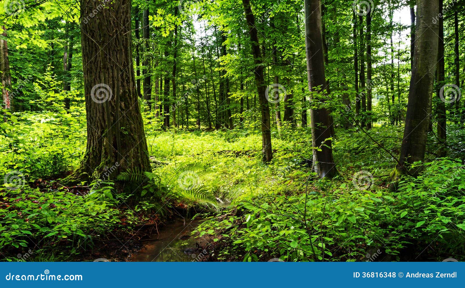 Bavarian Spring Forest stock photo. Image of landmark - 36816348