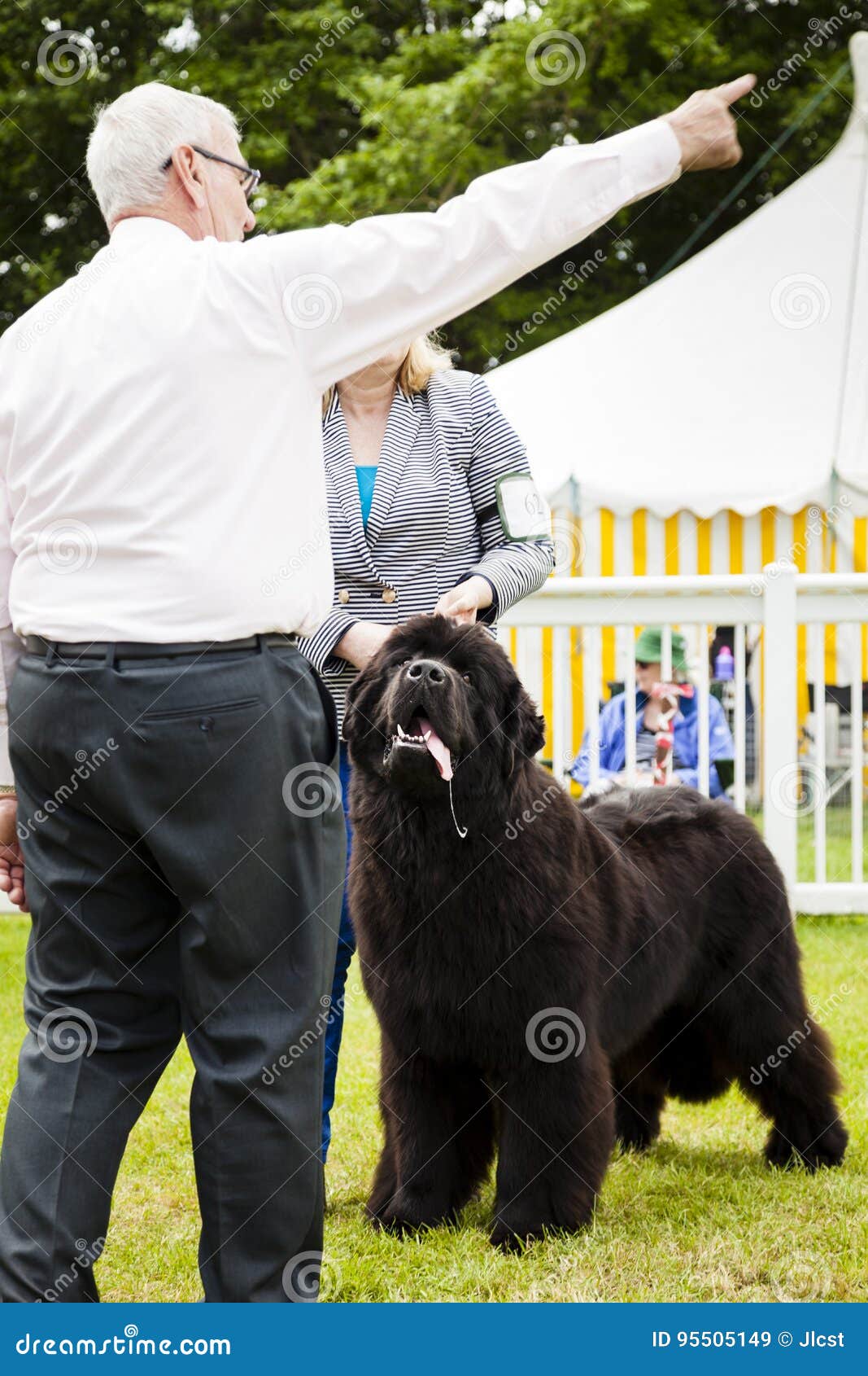 Baver Mignon De Chien De Terre-Neuve Image stock éditorial - Image du ...