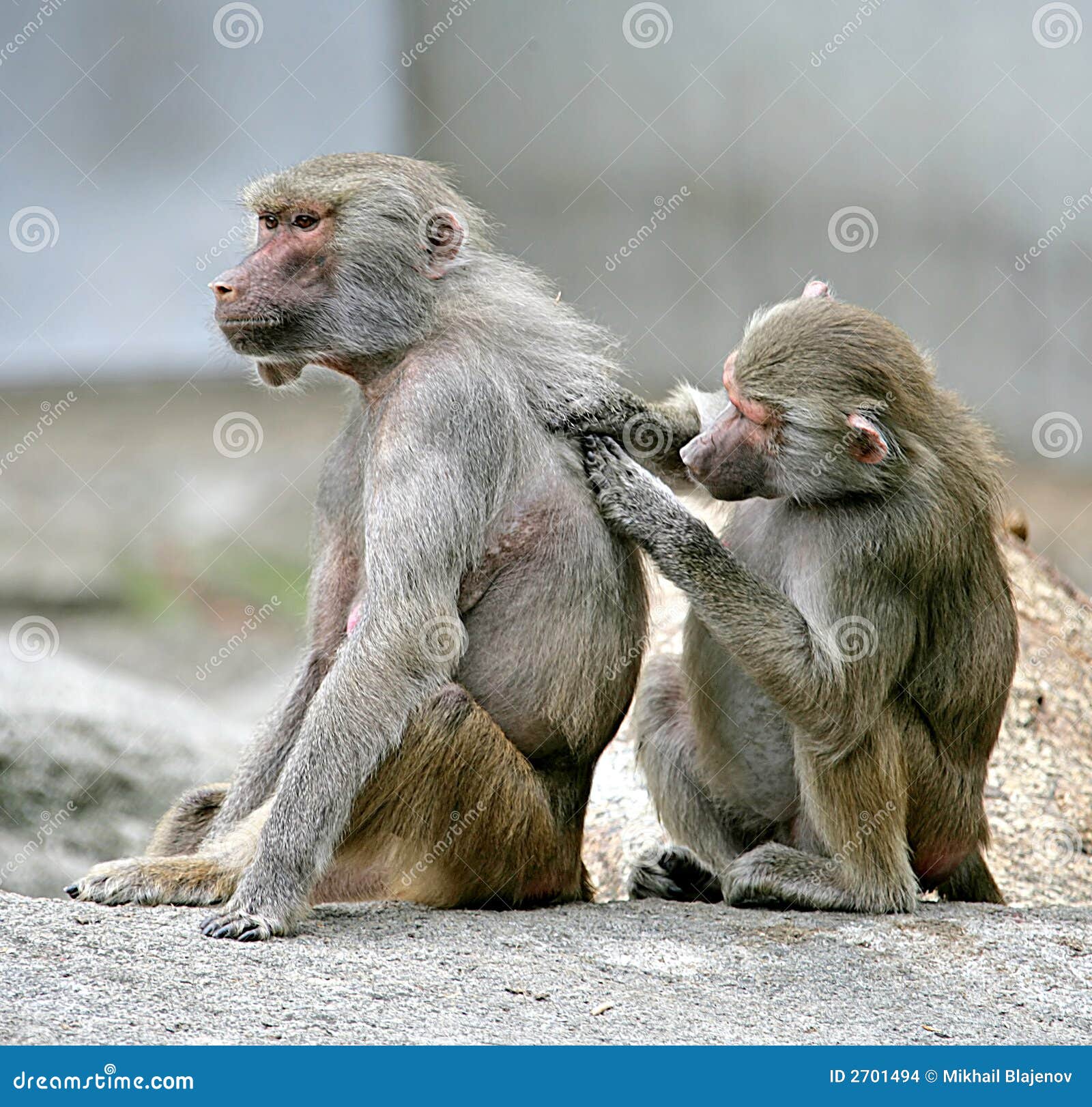 Baviaan 10 stock foto. Image of primaten, exotisch, grappig - 2701494