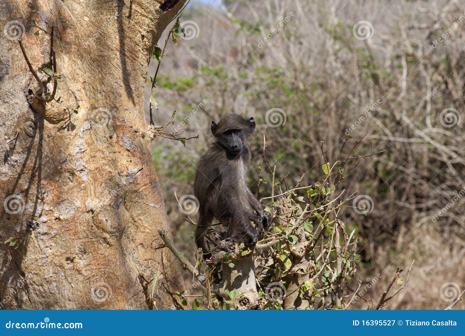 Baviaan stock afbeelding. Image of zoogdier, wild, zuiden - 16395527