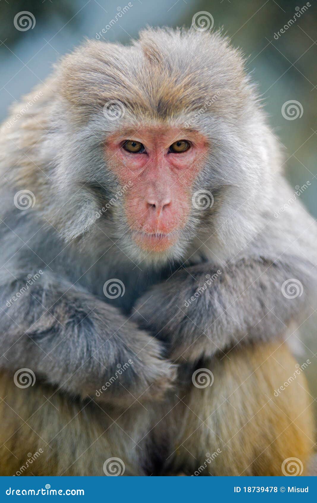 Baviaan stock foto. Image of gezicht, spel, oren, wildernis - 18739478