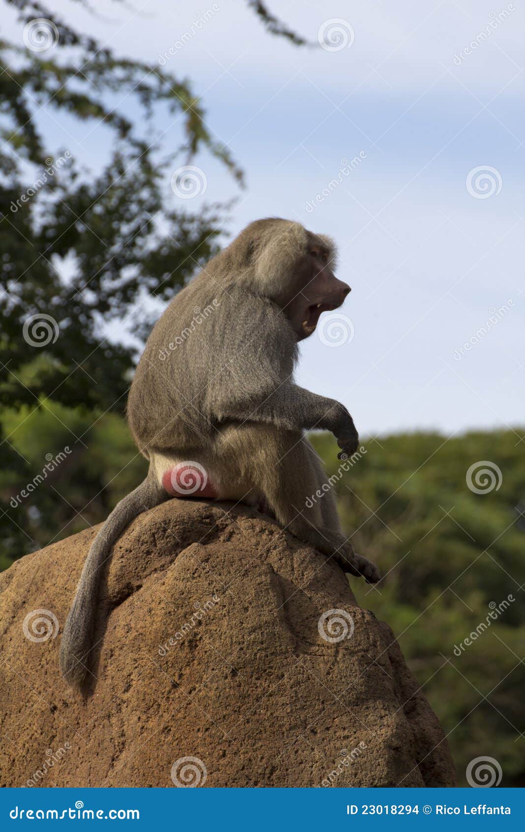 Baviaan stock foto. Image of billen, hoektand, mond, open - 23018294