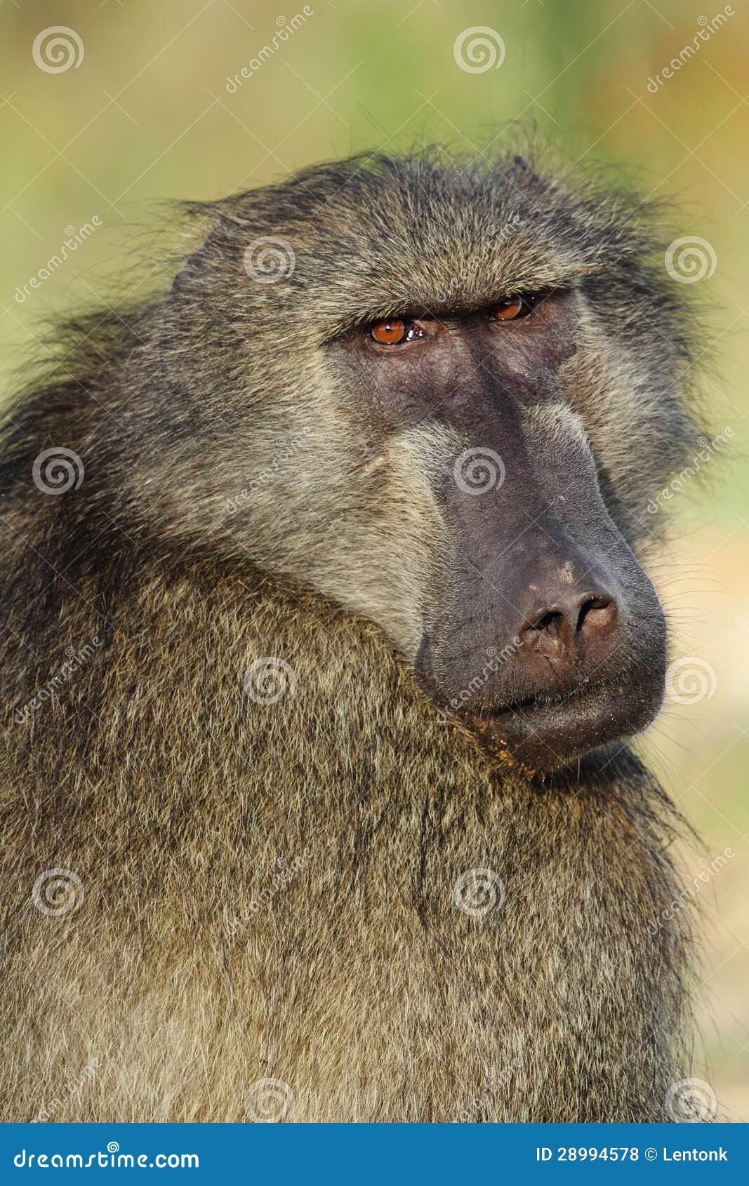 Baviaan stock foto. Image of genaturaliseerd, reis, neus - 28994578