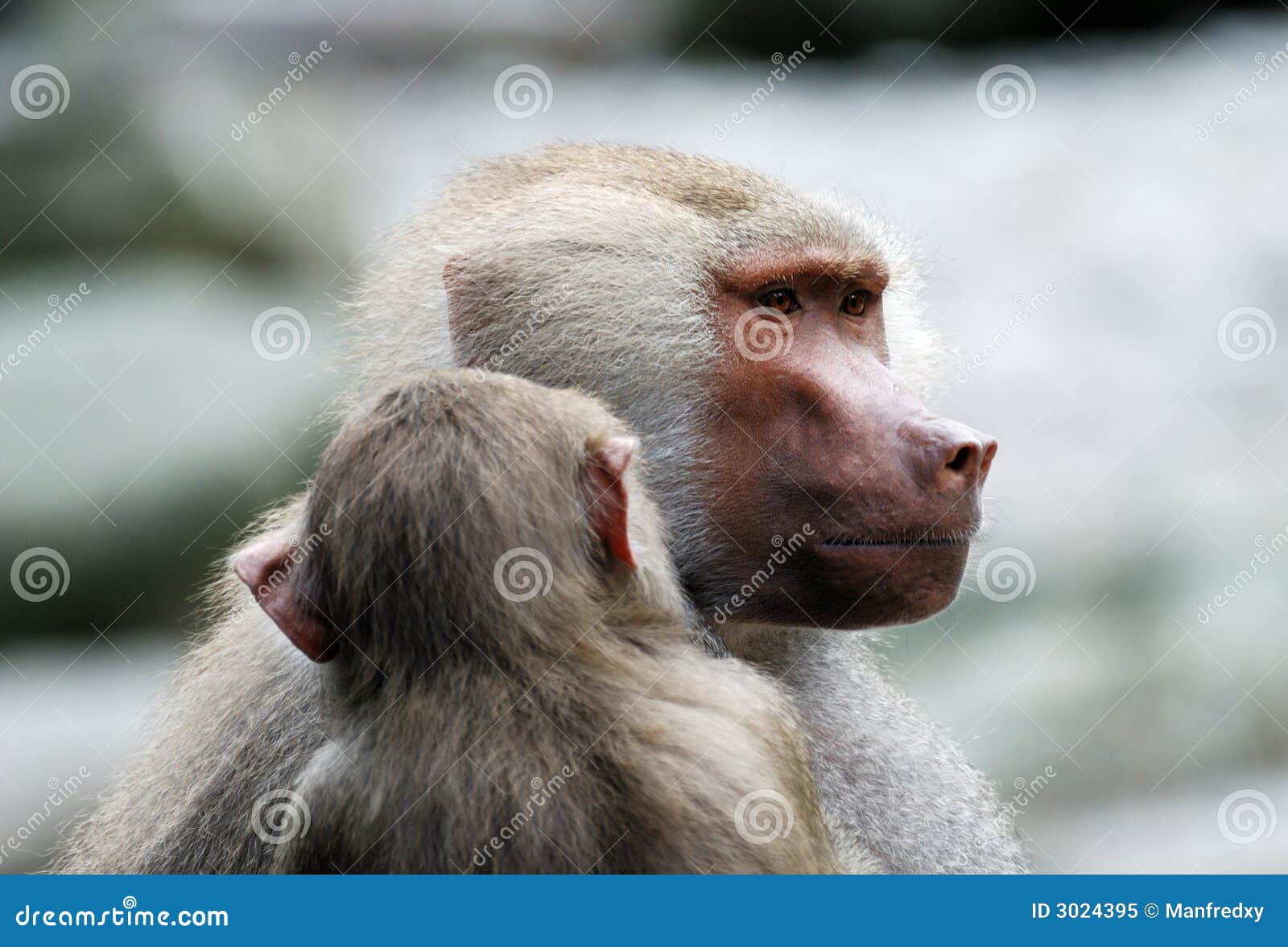 Baviaan stock afbeelding. Image of baby, zoogdier, wild - 3024395
