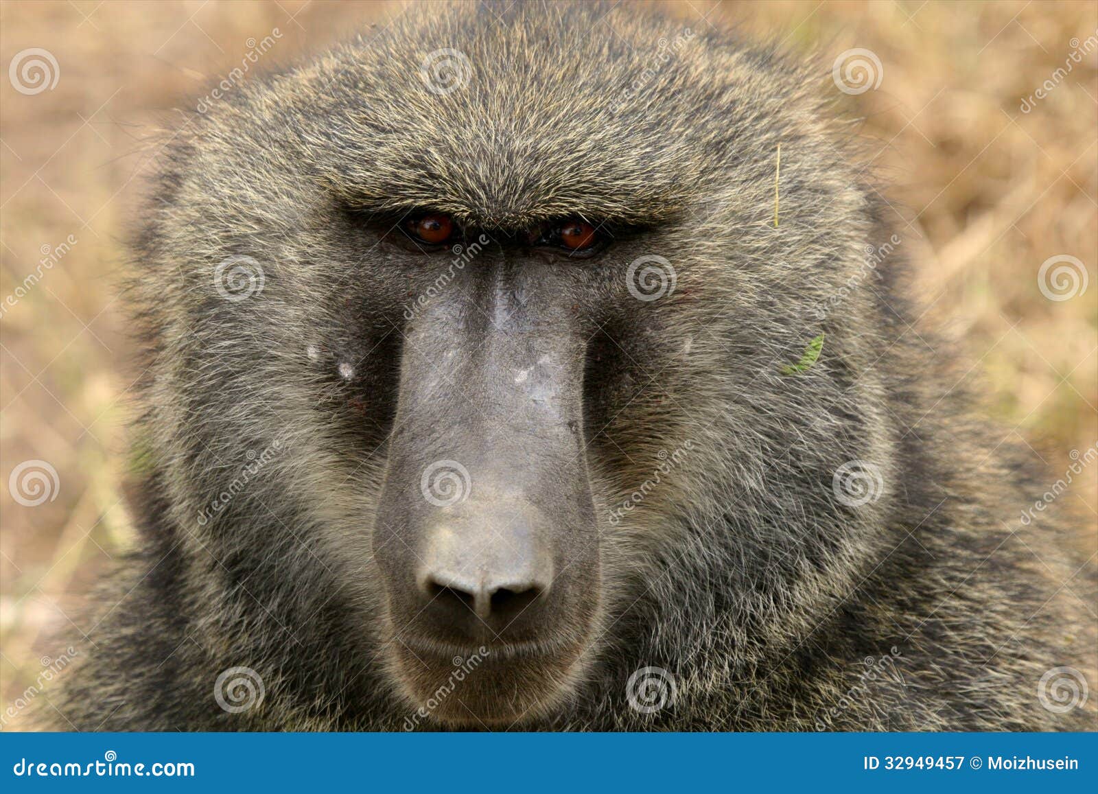 Baviaan stock afbeelding. Image of acacia, uitdrukking - 32949457