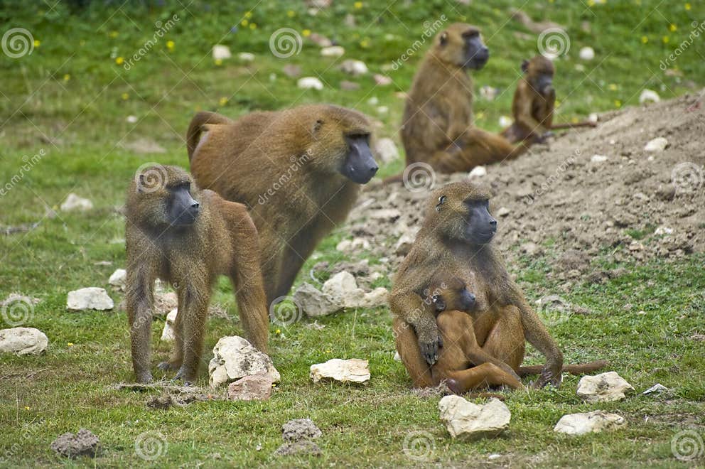 Baviaan 4 stock afbeelding. Image of heuvel, troep, bedreigend - 15650297