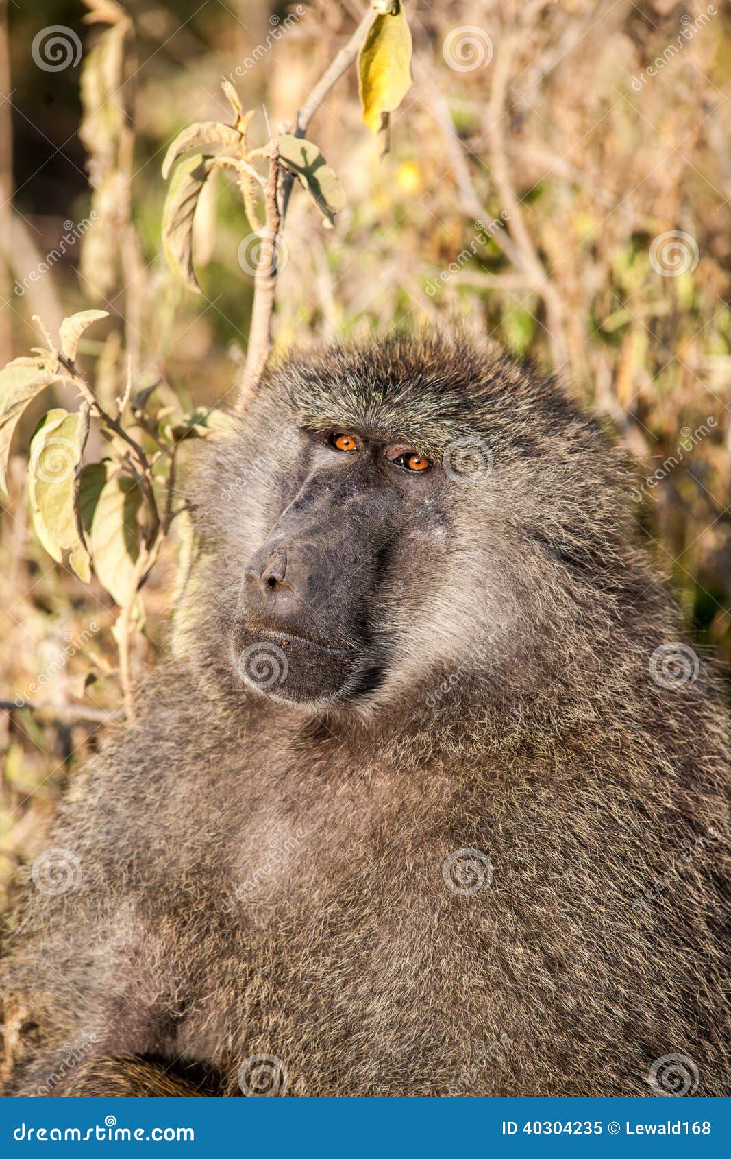 Baviaan stock afbeelding. Image of wildernis, nave, dier - 40304235