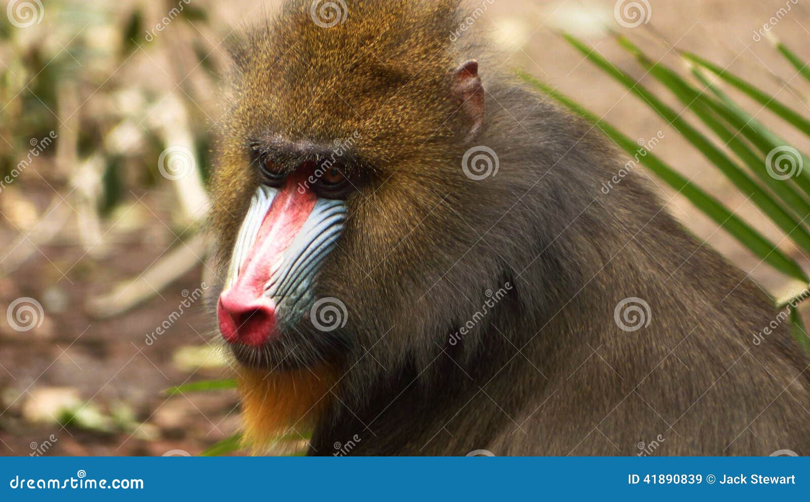 Baviaan stock afbeelding. Image of mooi, dromen, panda - 41890839