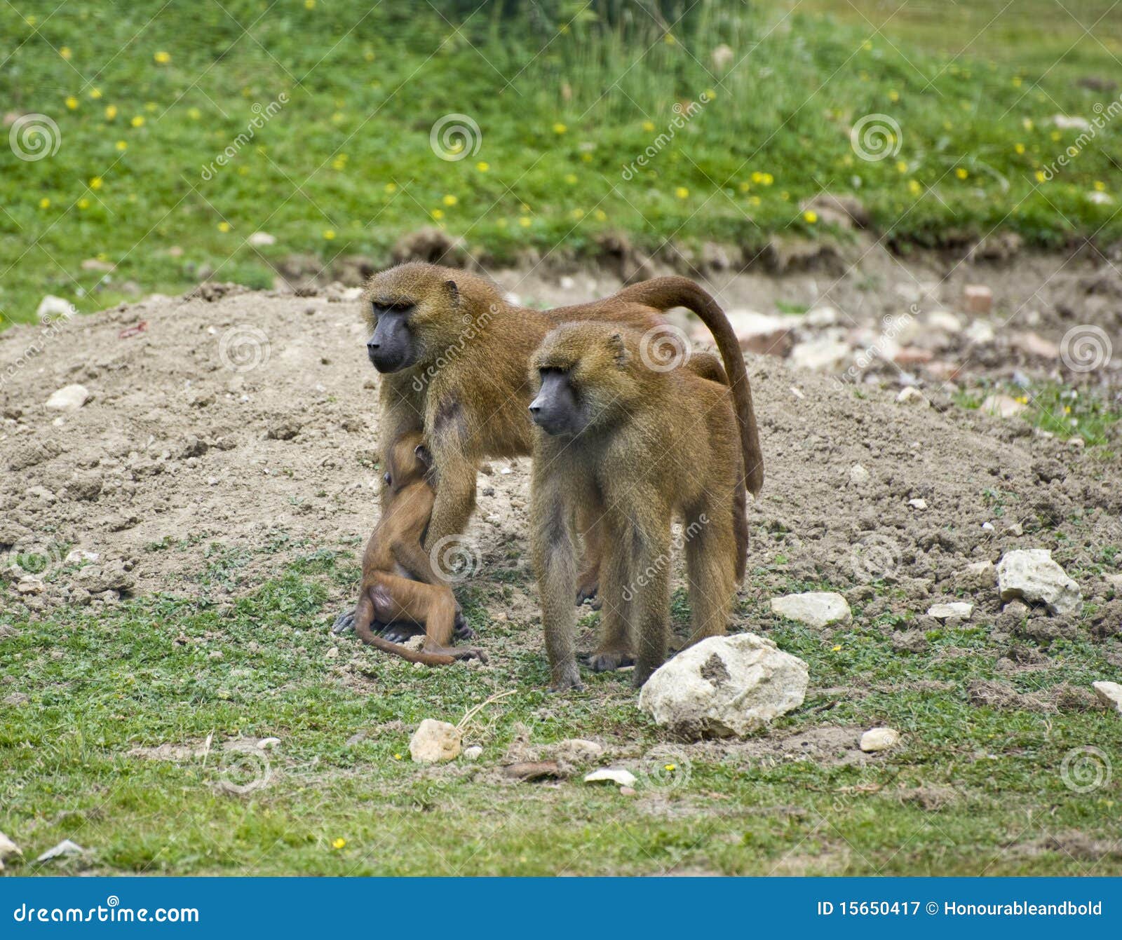 Baviaan 5 stock afbeelding. Image of nave, groen, uitziend - 15650417