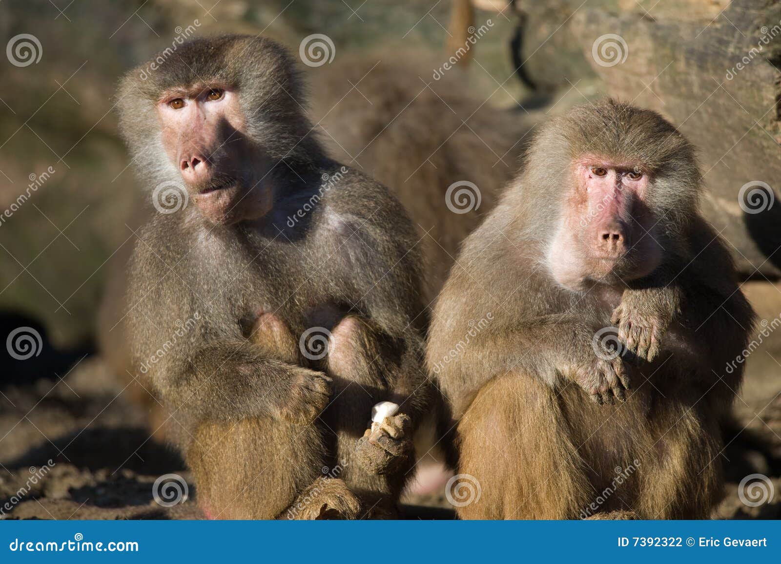 Baviaan stock foto. Image of jong, pret, dier, rijp, uitziend - 7392322