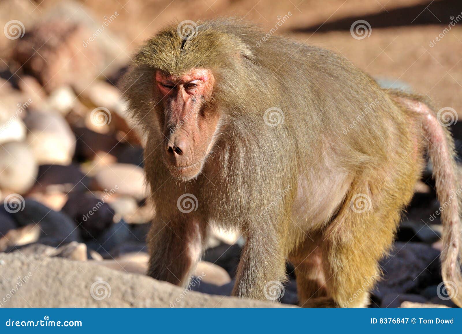 Baviaan stock afbeelding. Image of volledig, dier, tribunes - 8376847