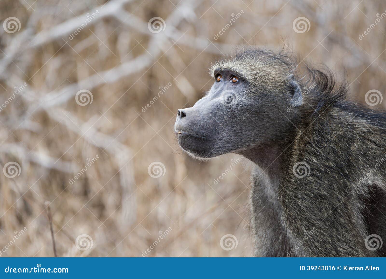 Baviaan Die in De Hemel Staren Stock Foto - Image of verwond, tanden ...