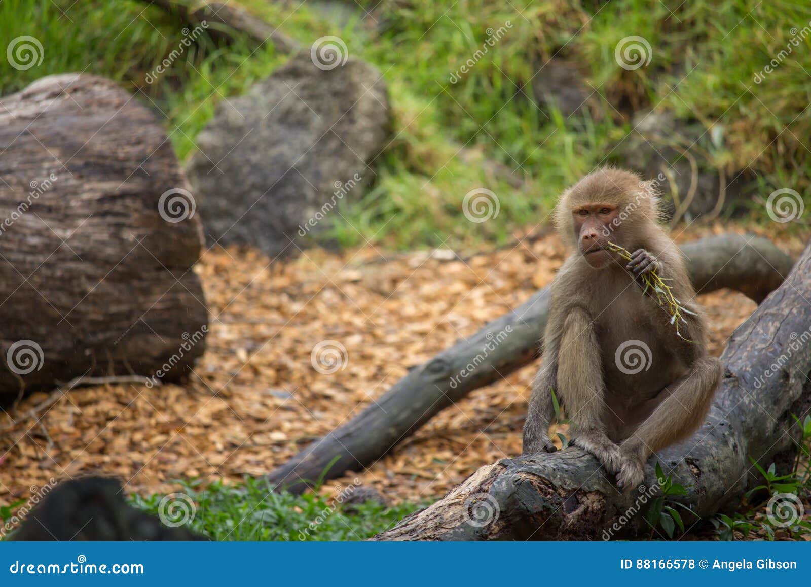 Baviaan Die Met Exemplaarruimte Eten Stock Foto - Image of baviaan ...
