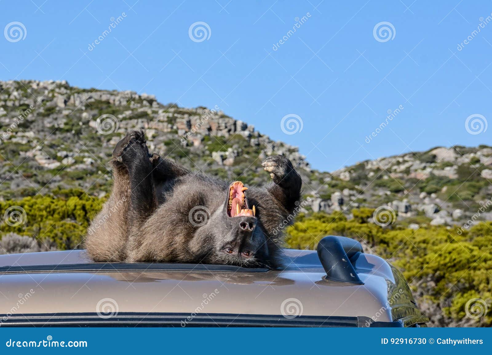 Baviaan Die Op Autodak Liggen Stock Foto - Image of spel, portret: 92916730