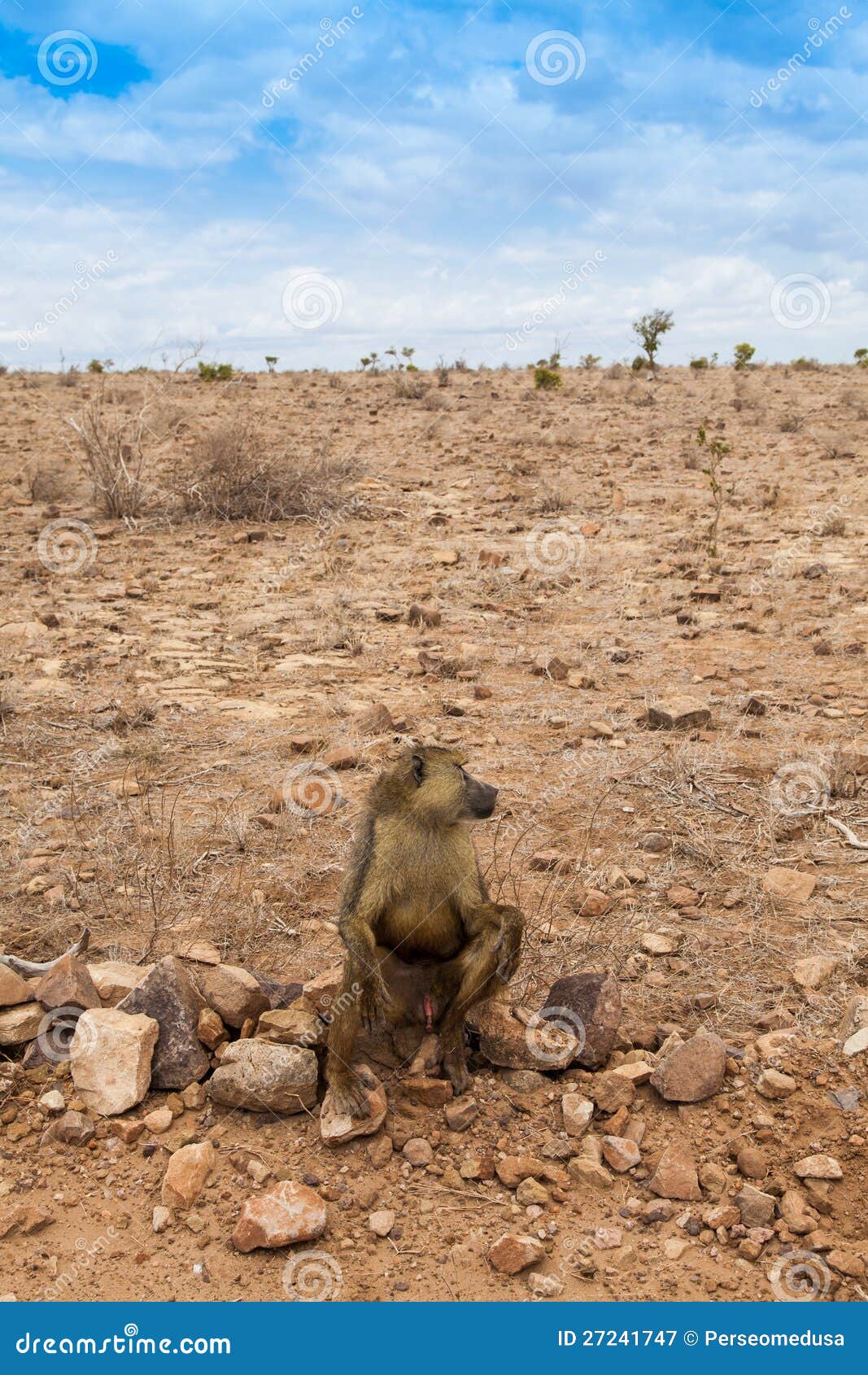 Baviaan in Kenia stock afbeelding. Image of afrika, park - 27241747