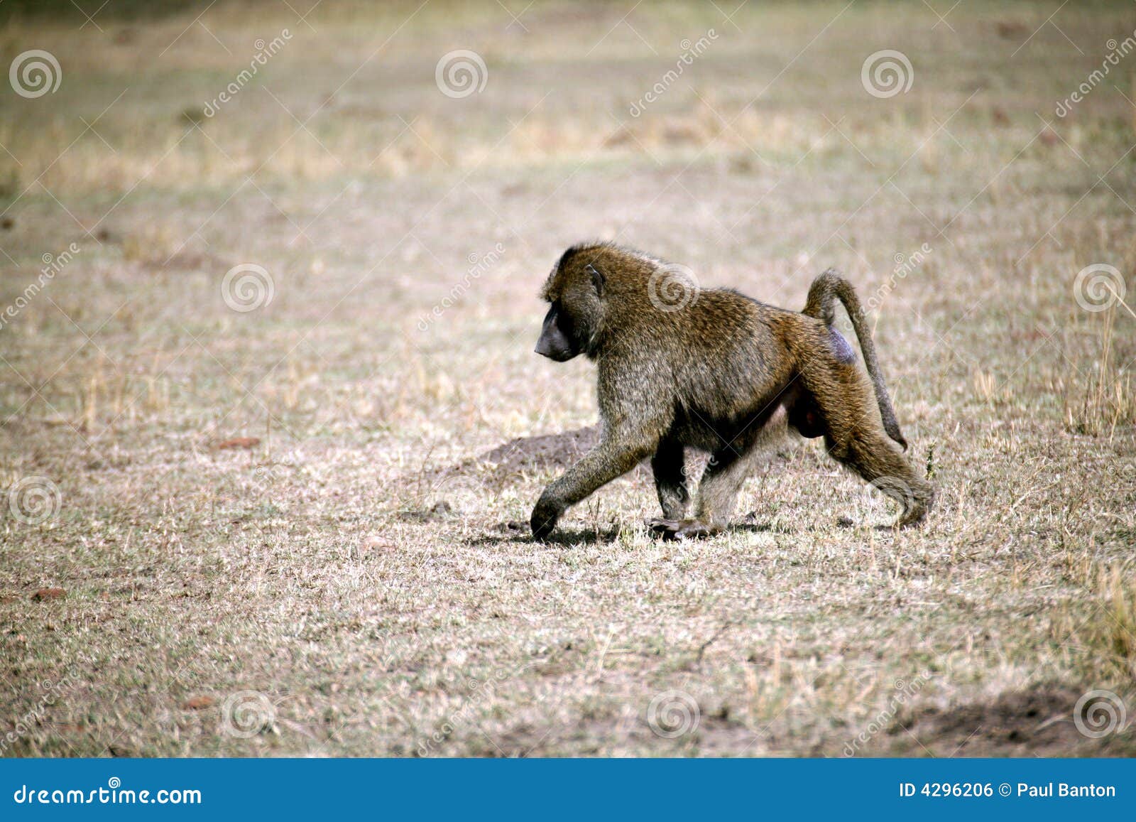 Baviaan (Kenia) stock foto. Image of struik, primaten - 4296206