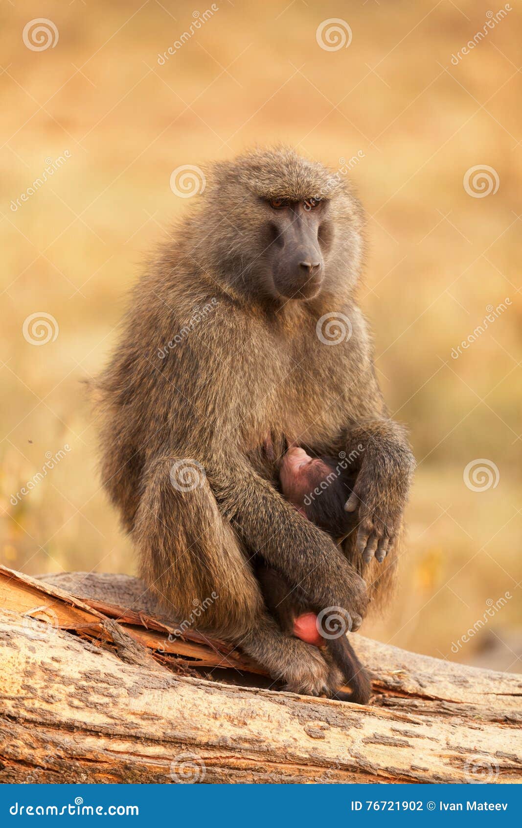 Baviaan met baby stock foto. Image of voeding, dier, safari - 76721902