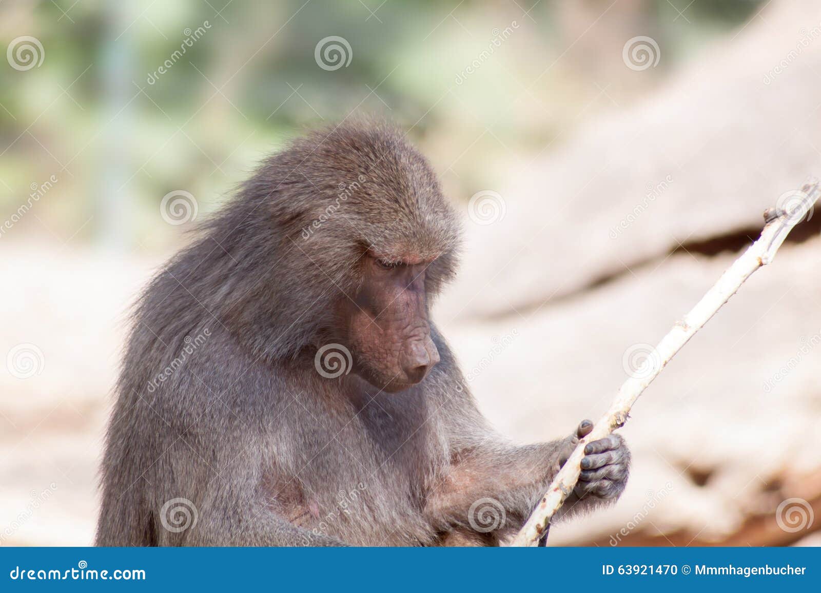 Baviaan met stok stock foto. Image of primaat, intelligentie - 63921470