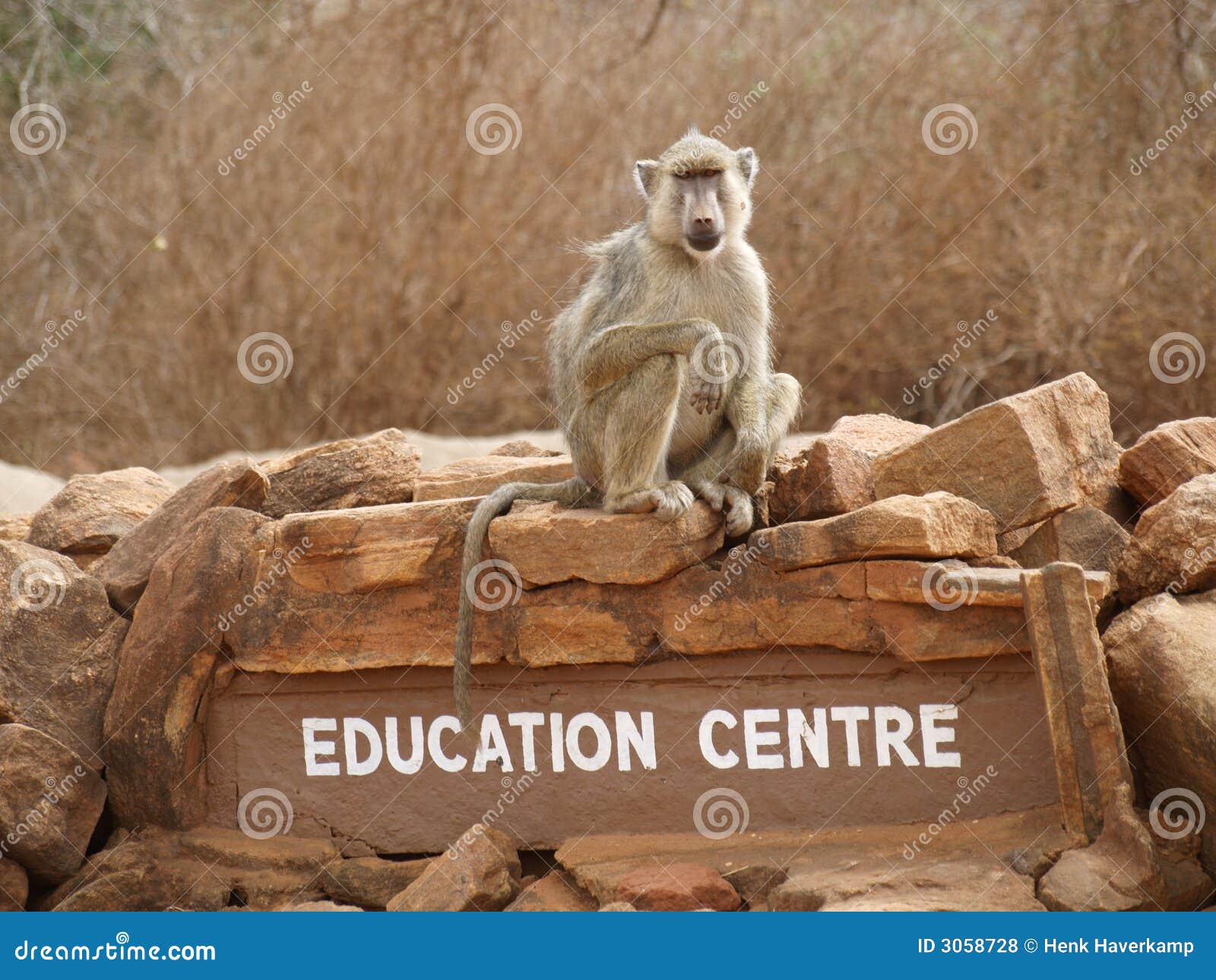 Baviaan op een rots stock foto. Image of primaat, genaturaliseerd - 3058728