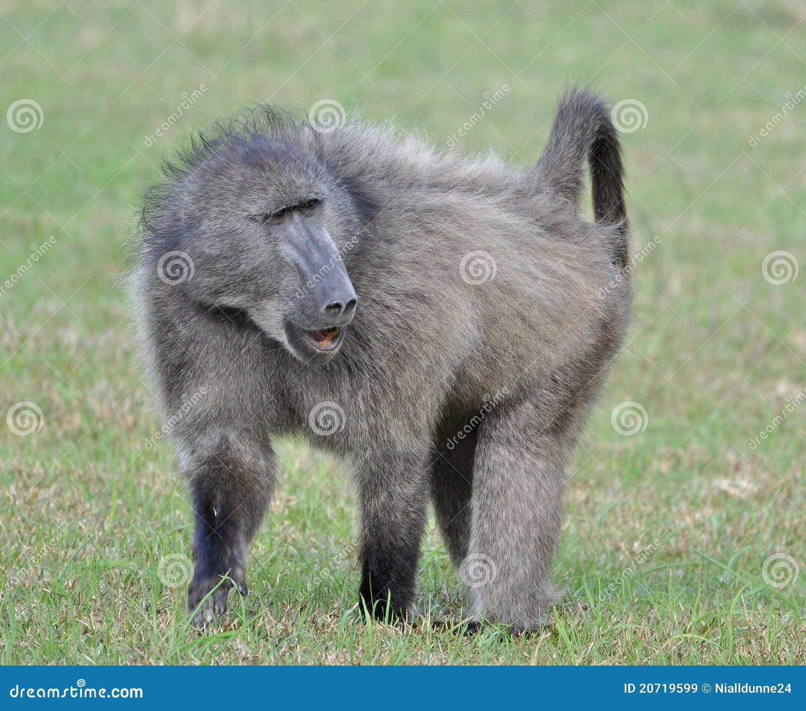 Baviaan Op Kaappunt, Zuid-Afrika Stock Afbeelding - Image of ...