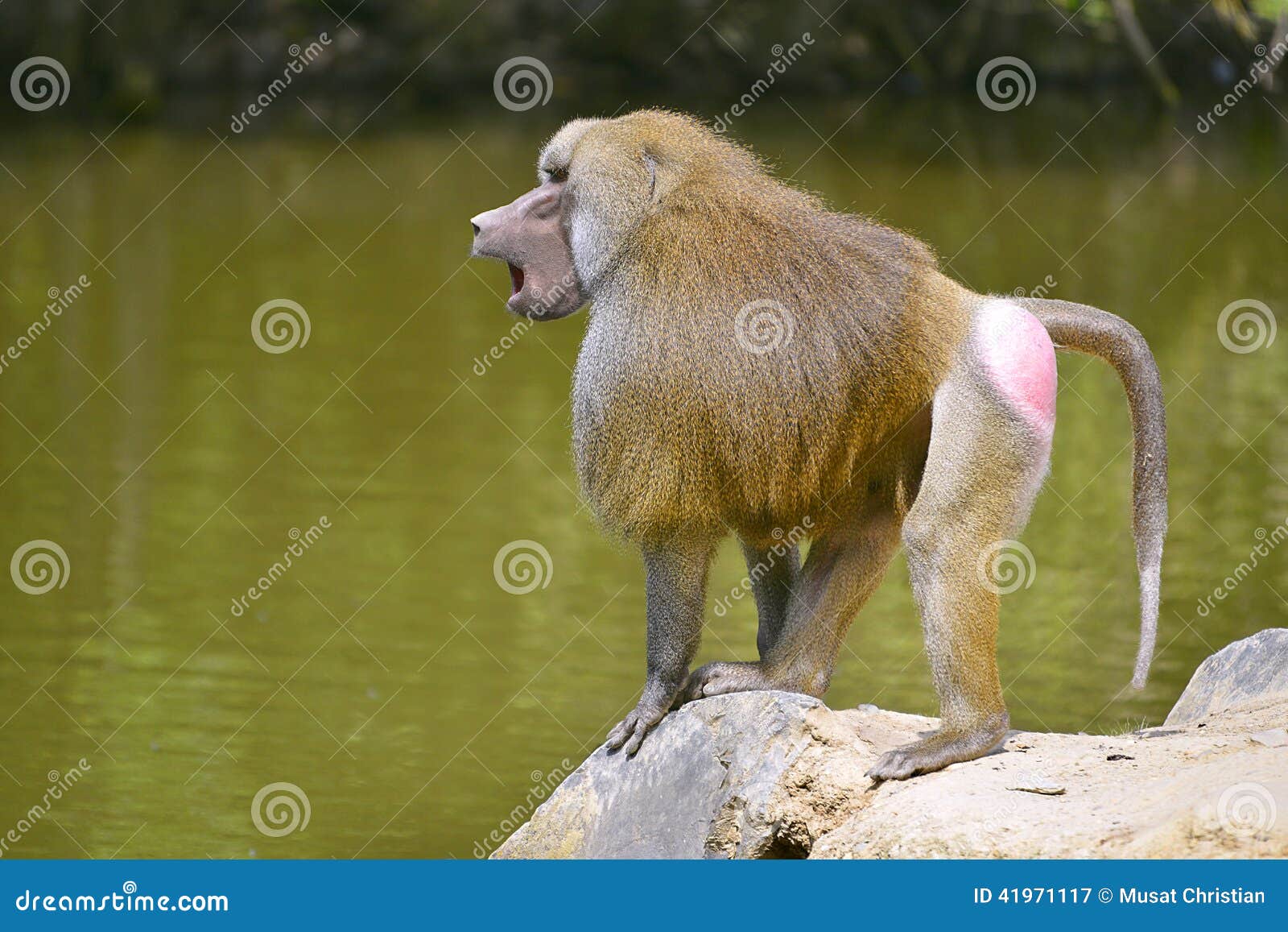 Baviaan op rots stock afbeelding. Image of primaat, staart - 41971117