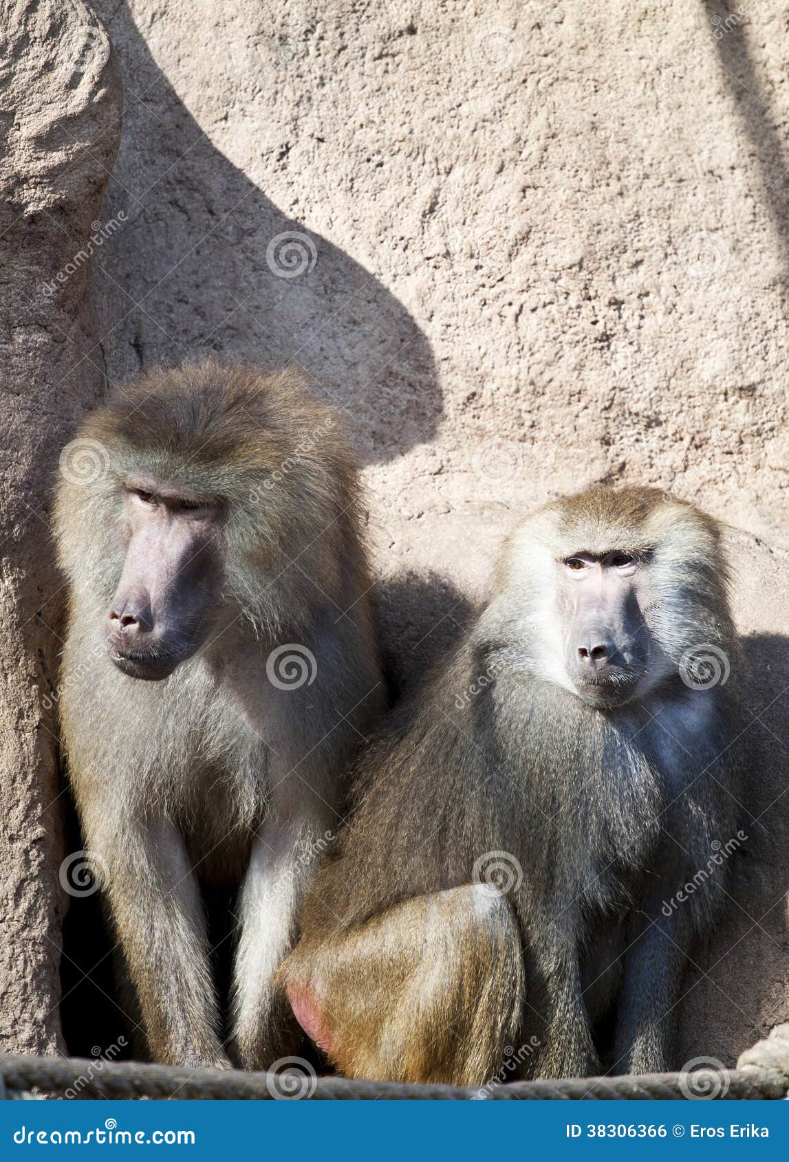 Baviaan (Papio-hamadryas) stock foto. Image of bruin - 38306366