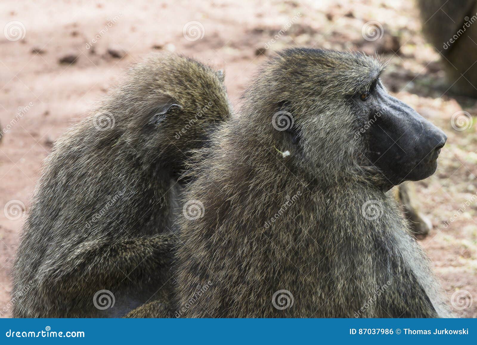 Baviaan in Tanzania stock foto. Image of prairie, toeristen - 87037986