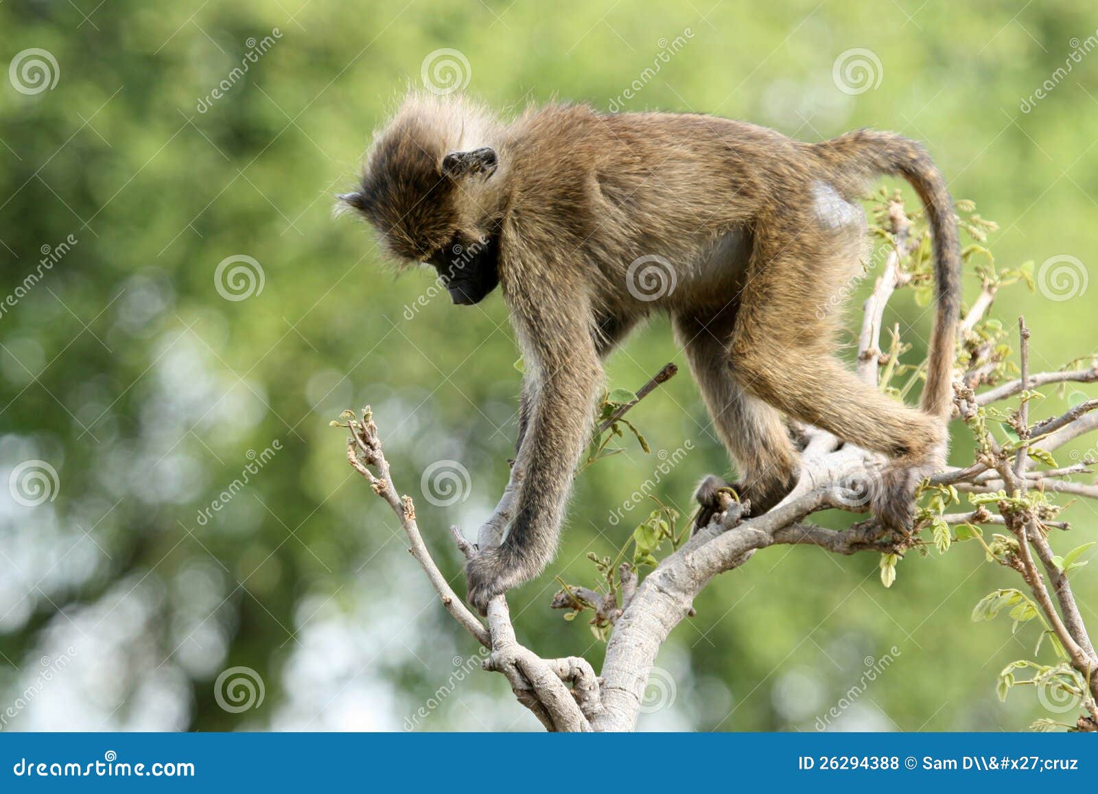 Baviaan - Tanzania, Afrika stock foto. Image of reserveren - 26294388