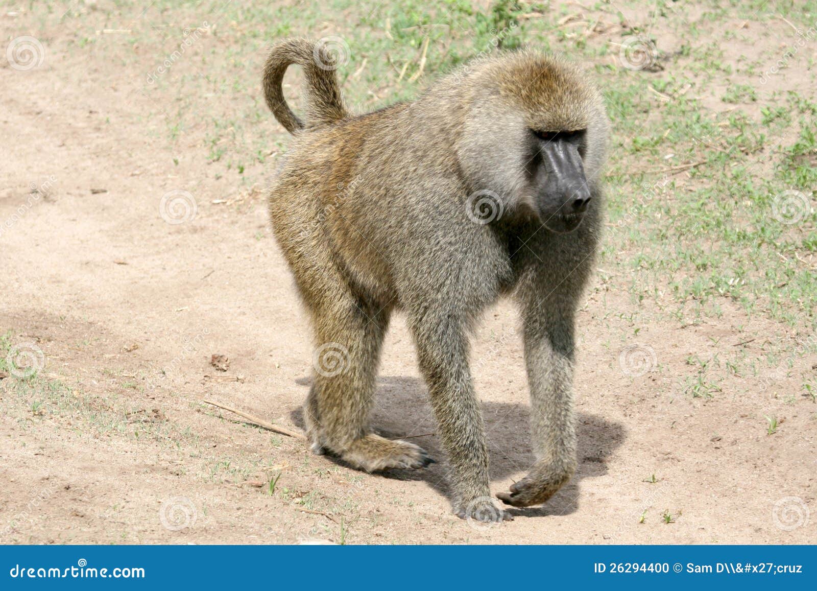 Baviaan - Tanzania, Afrika stock foto. Image of groot - 26294400