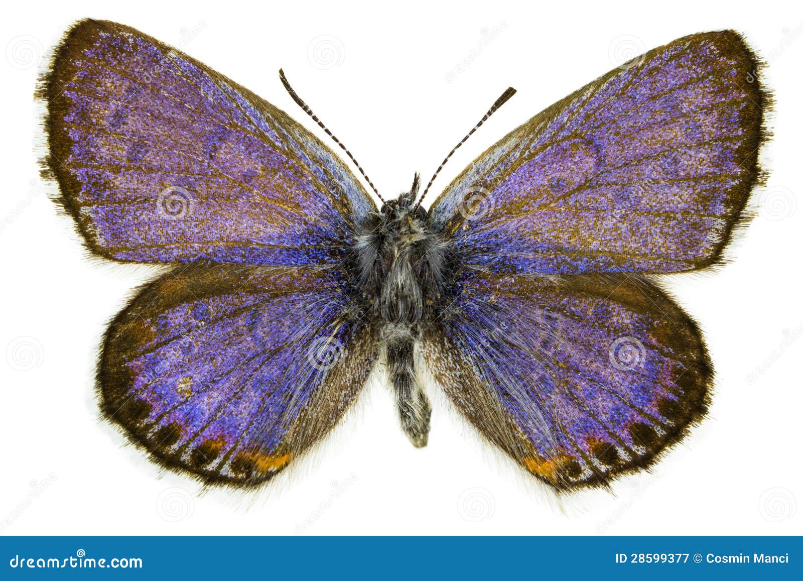 Bavius De Pseudophilotes (azul De Bavius) Imagen de archivo - Imagen de ...