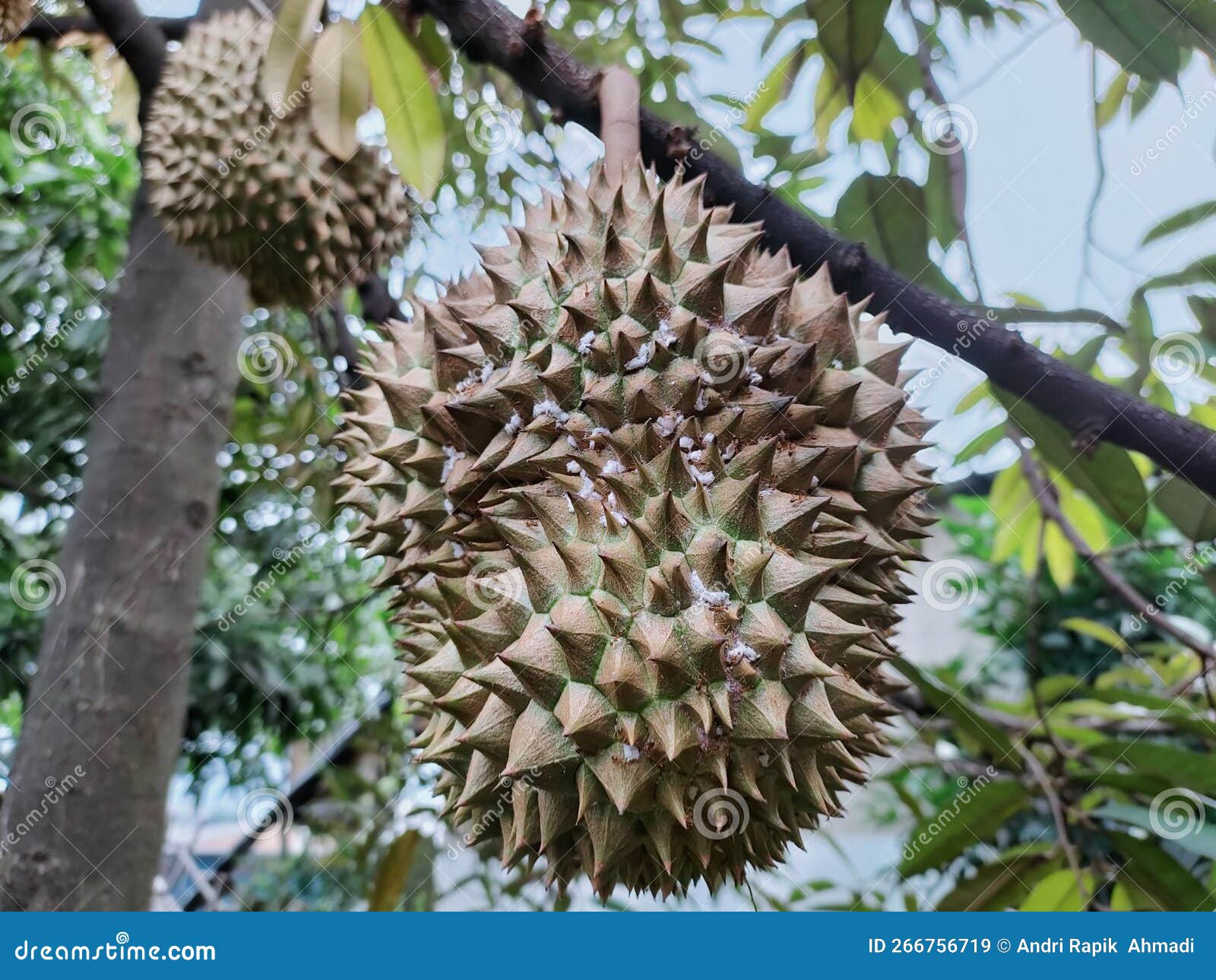 Bawor Durian the King Fruits and Ants Stock Image - Image of bawor ...