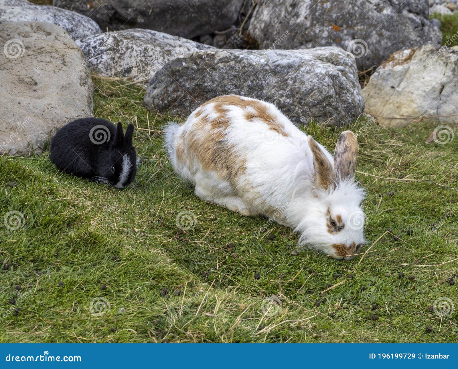 Bay and Adult Rabbit in the Grass Stock Image - Image of adorable ...