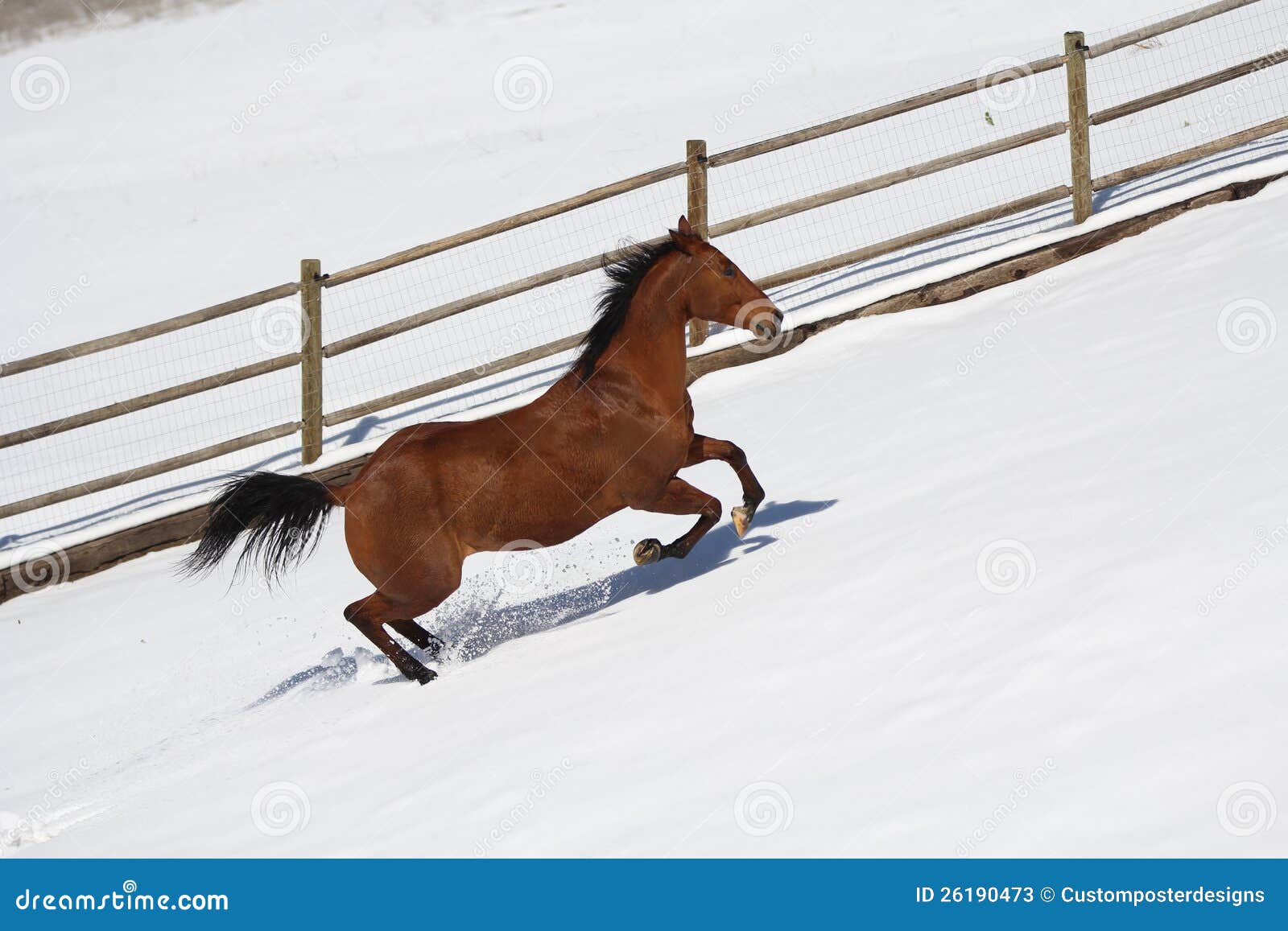 Bay Appendix Quarter Horse Running in the Snow. Stock Image - Image of ...
