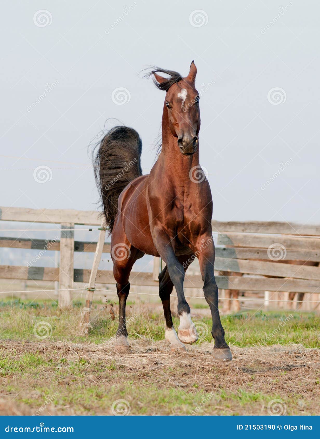 Bay arab horse stock photo. Image of chestnut, beautiful - 21503190