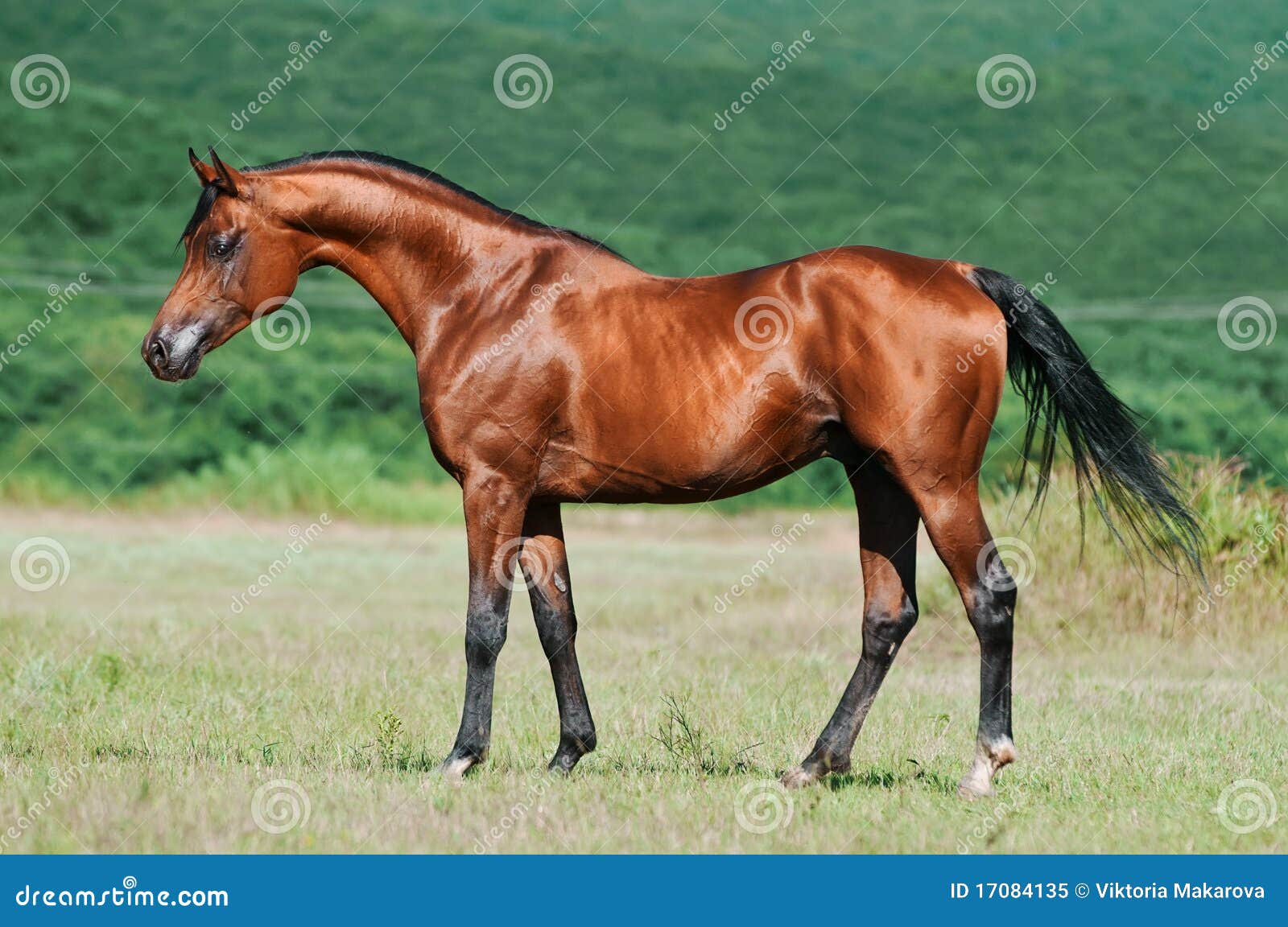Bay arabian horse stock image. Image of power, portrait - 17084135