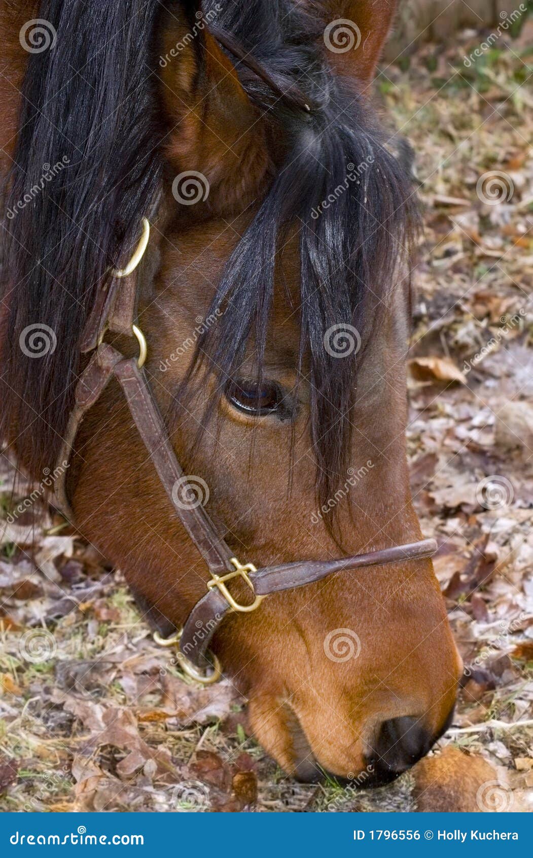 Bay Arabian Horse Head stock photo. Image of close, equestrian - 1796556