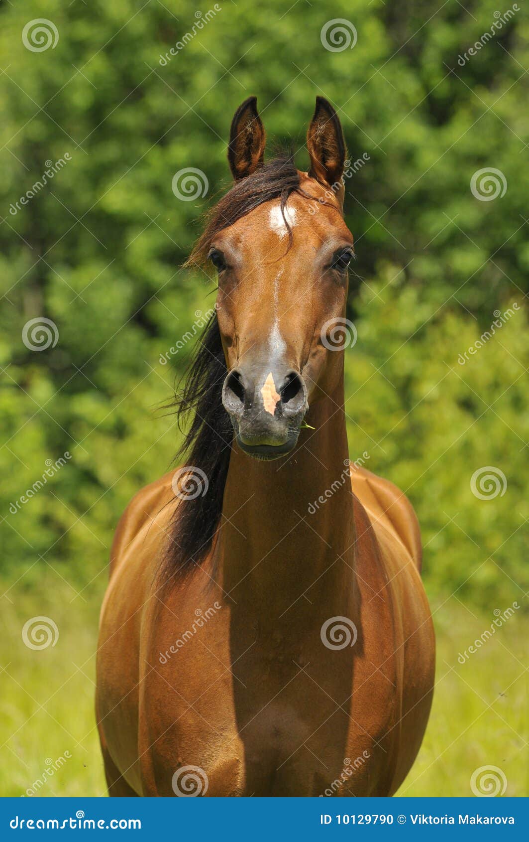 Bay arabian horse portrait stock photo. Image of arabian - 10129790
