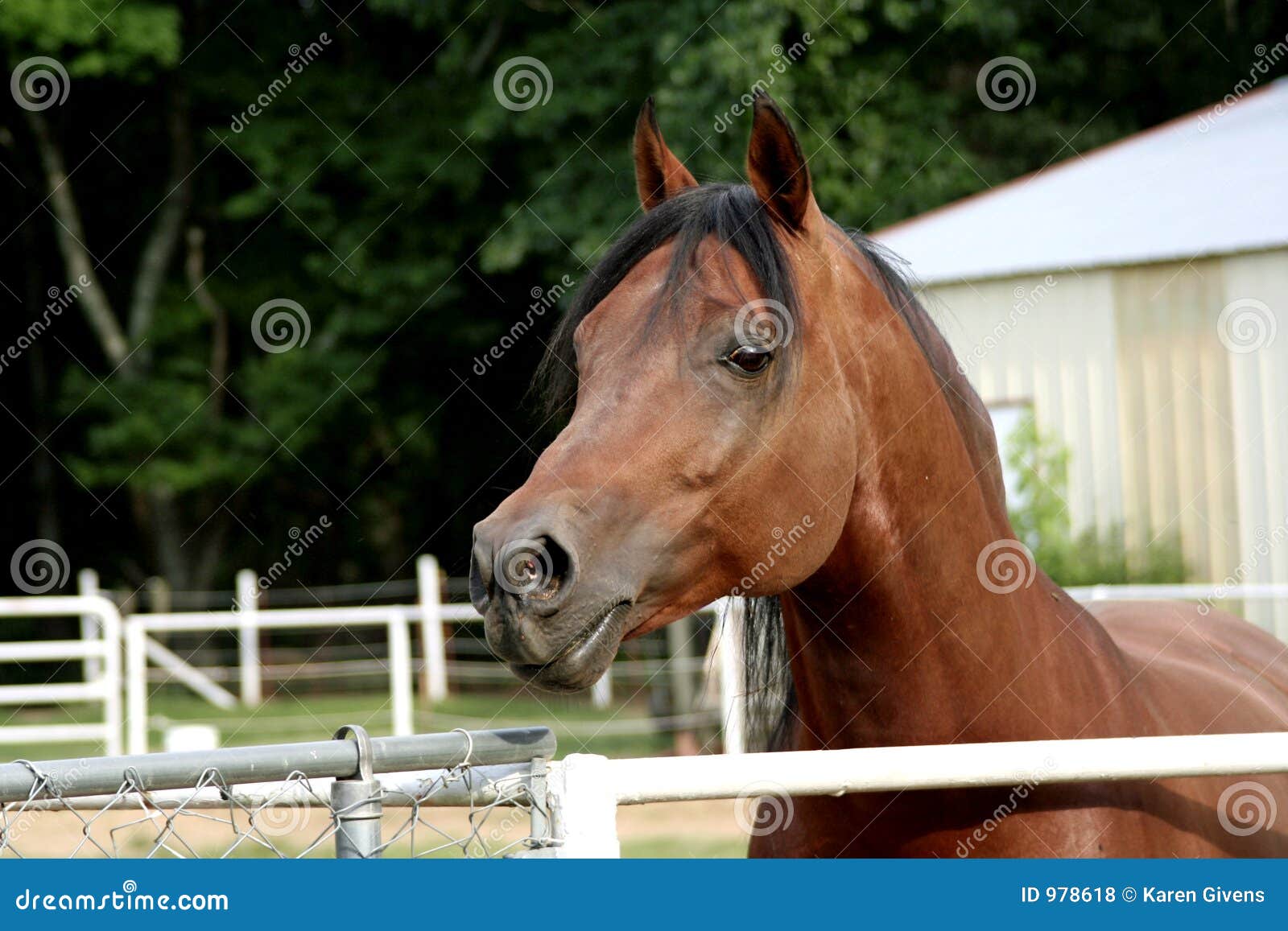 Bay Arabian Stallion stock photo. Image of sire, arab, portrait - 978618