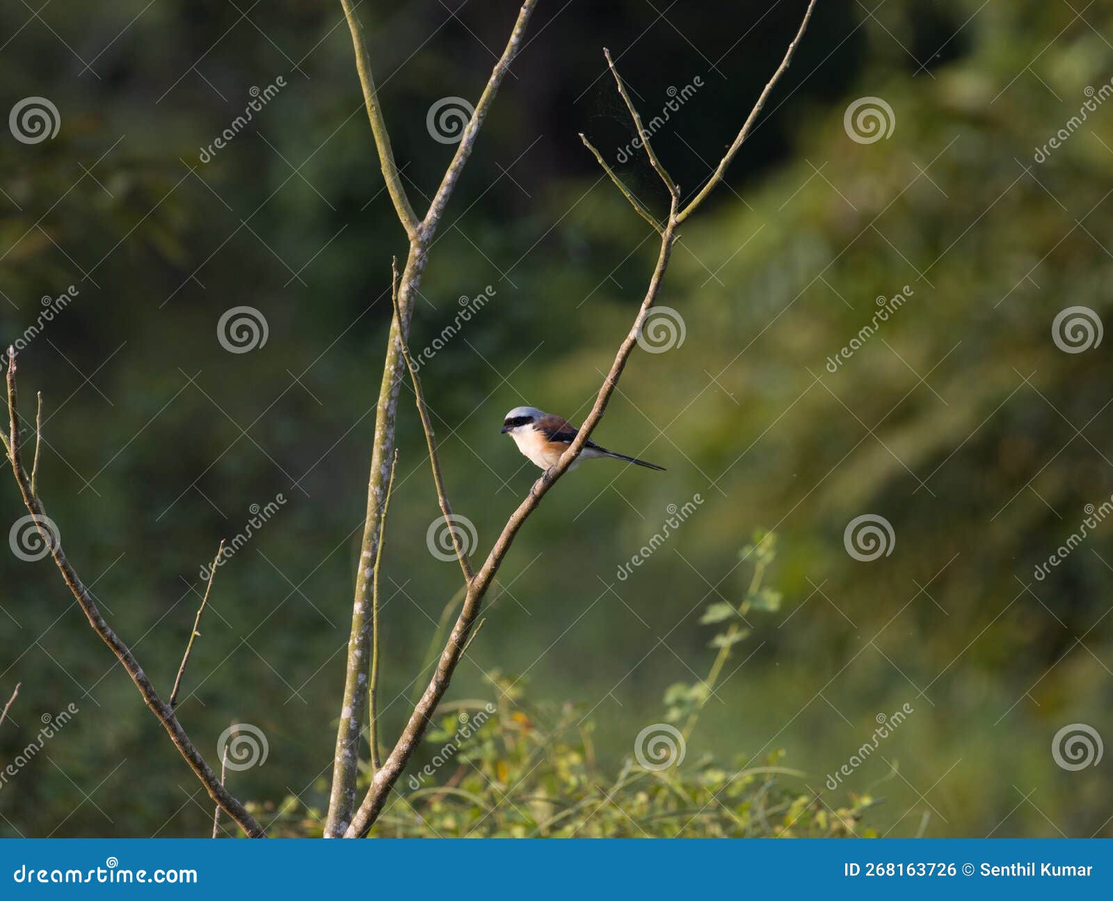 Bay Backed Shrike on a Tree in Evening Sunlight Stock Photo - Image of ...