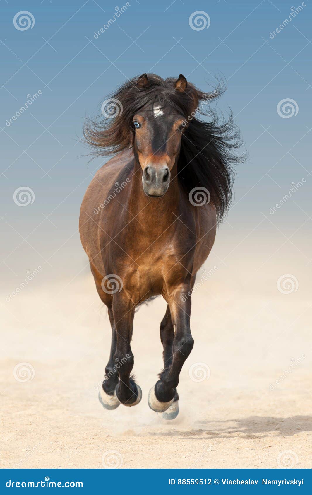 Bay beautiful pony stock photo. Image of fast, pony, outdoor - 88559512