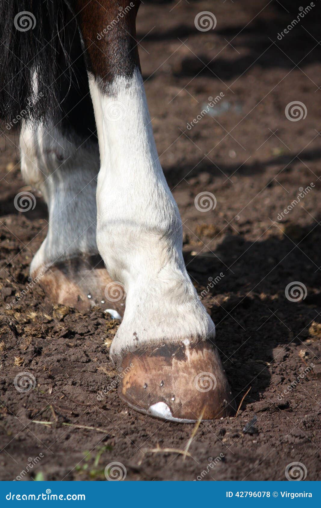 Bay Beautiful Stallion Neighing and Speaking Stock Photo - Image of ...
