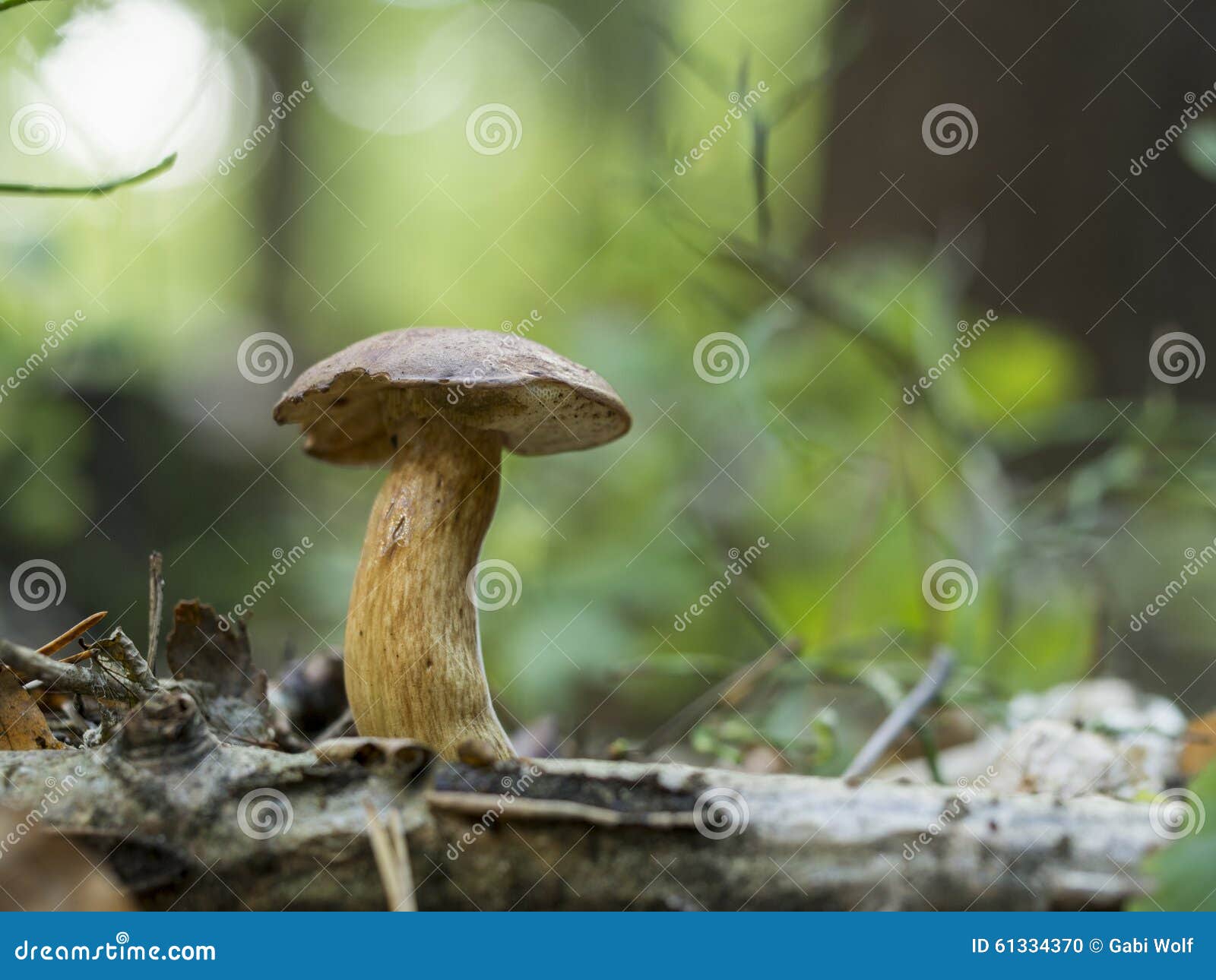 Bay bolete, Imleria badia stock photo. Image of imleria - 61334370