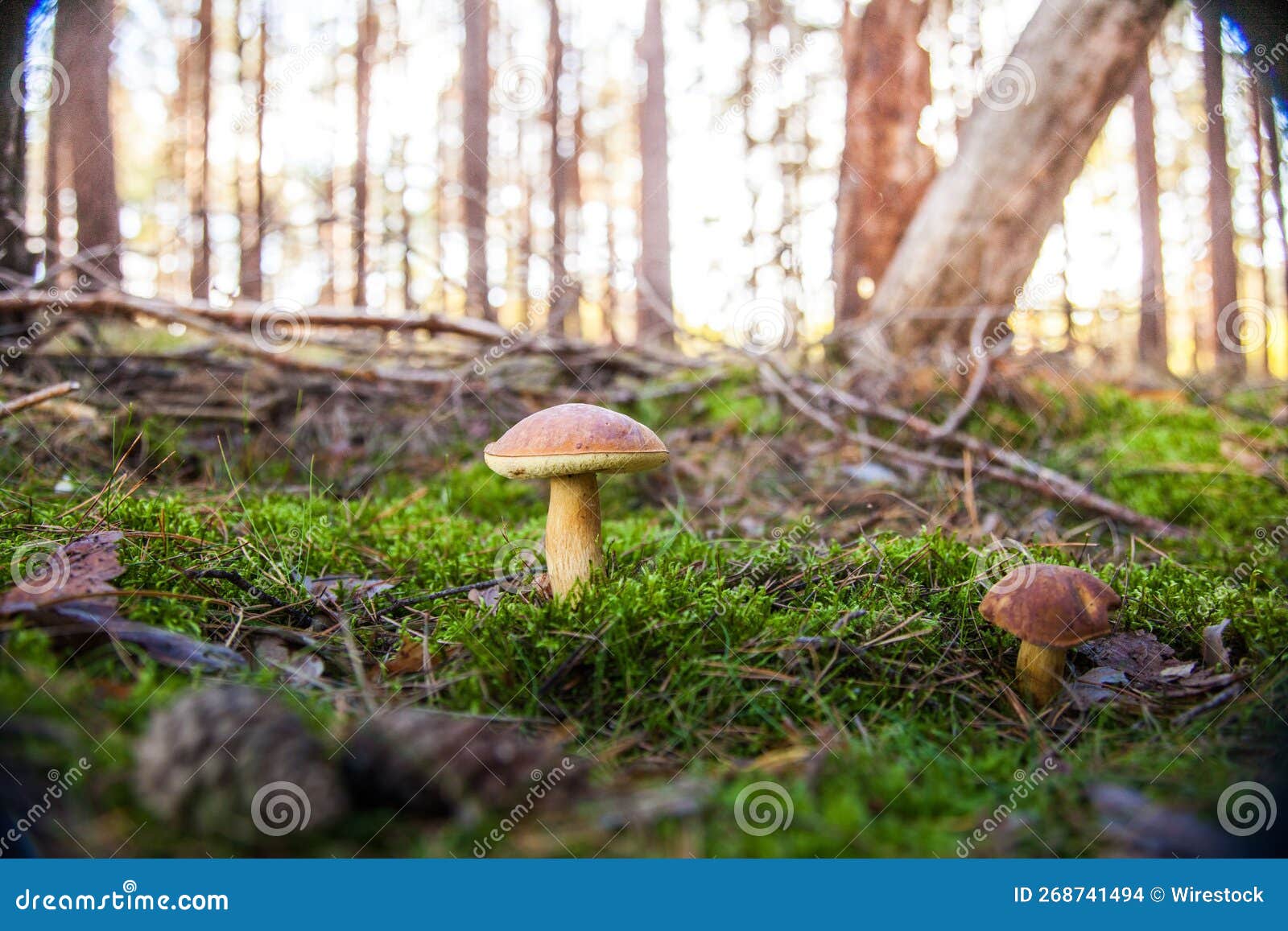 Bay Boletes in the Forest. Imleria Badia Stock Photo - Image of summer ...