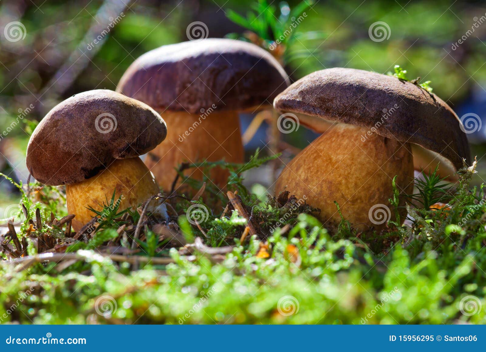 Bay boletus family stock image. Image of late, boletus - 15956295