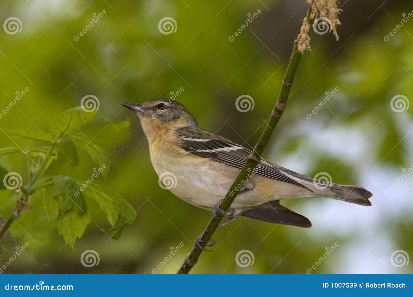 Bay-breasted Warbler, Magee Marsh, Ohio Stock Image - Image of trees ...